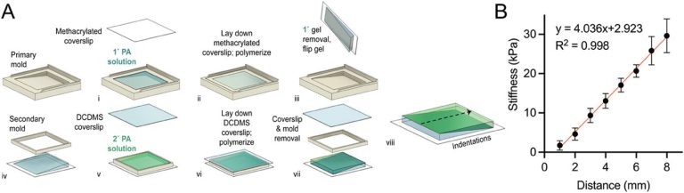Stiffness Mediated-Mechanosensations of Airway Smooth Muscle Cells ...