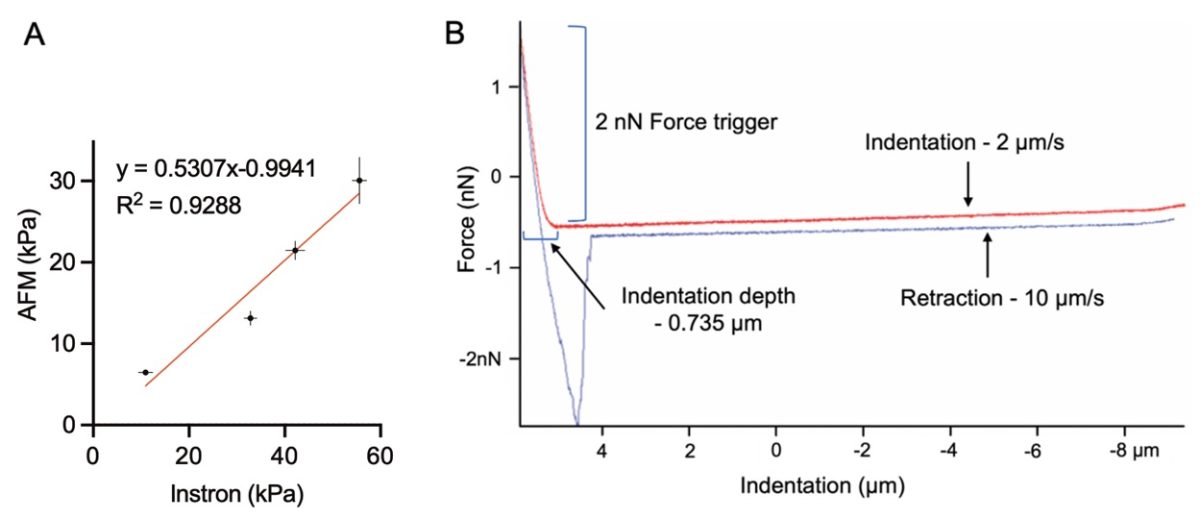 Stiffness Mediated-Mechanosensations of Airway Smooth Muscle Cells ...