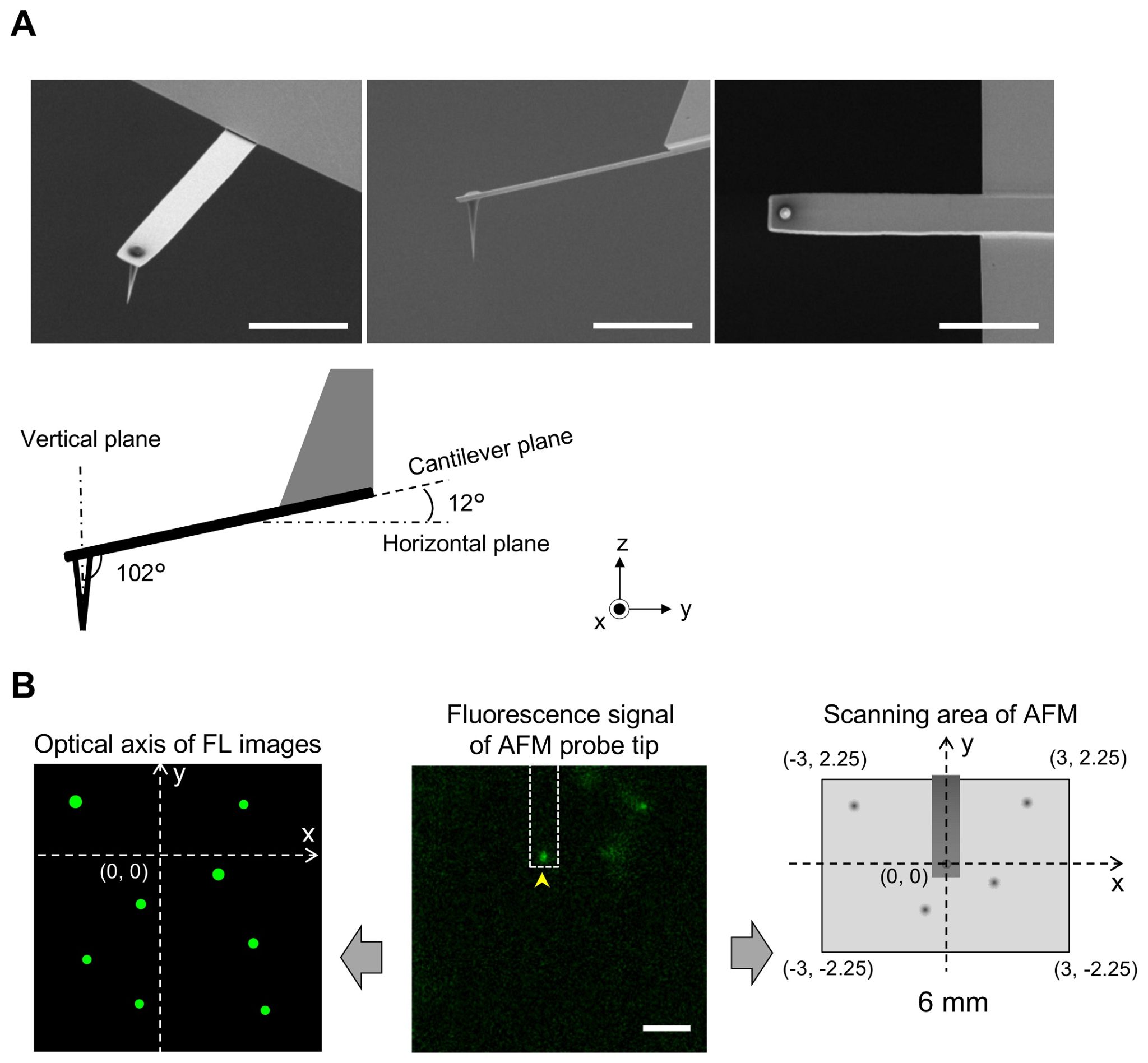 Morphological changes of plasma membrane and protein assembly… – Blog ...