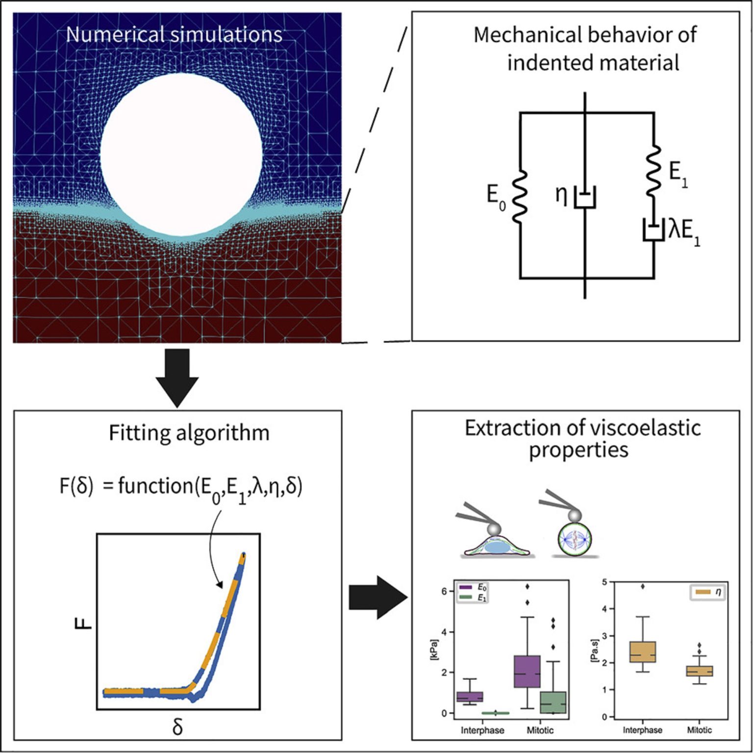 An Explicit Model To Extract Viscoelastic Properties Of Cells From