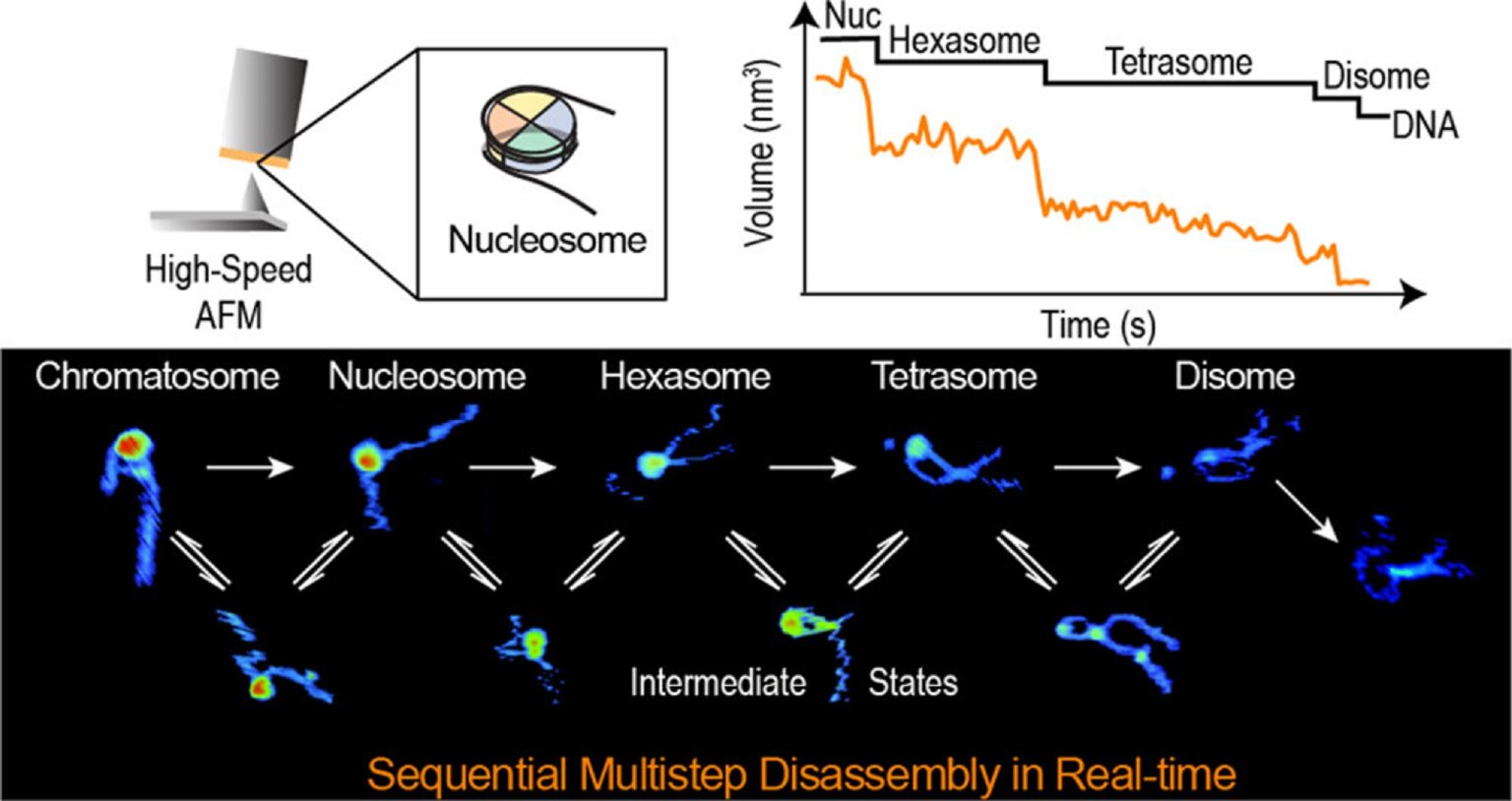 Real-time multistep asymmetrical disassembly of nucleosomes and… – Blog ...