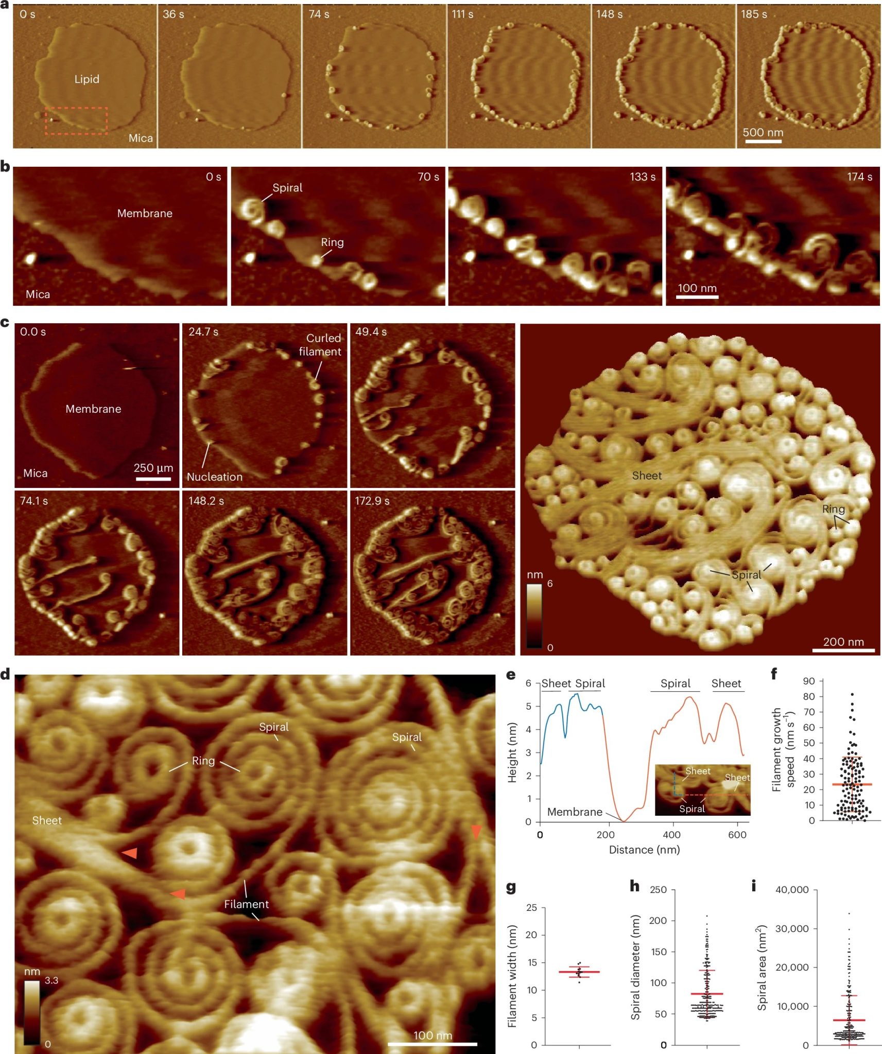 Mechanism for Vipp 1 spiral formation, ring biogenesis, and… – Blog ...